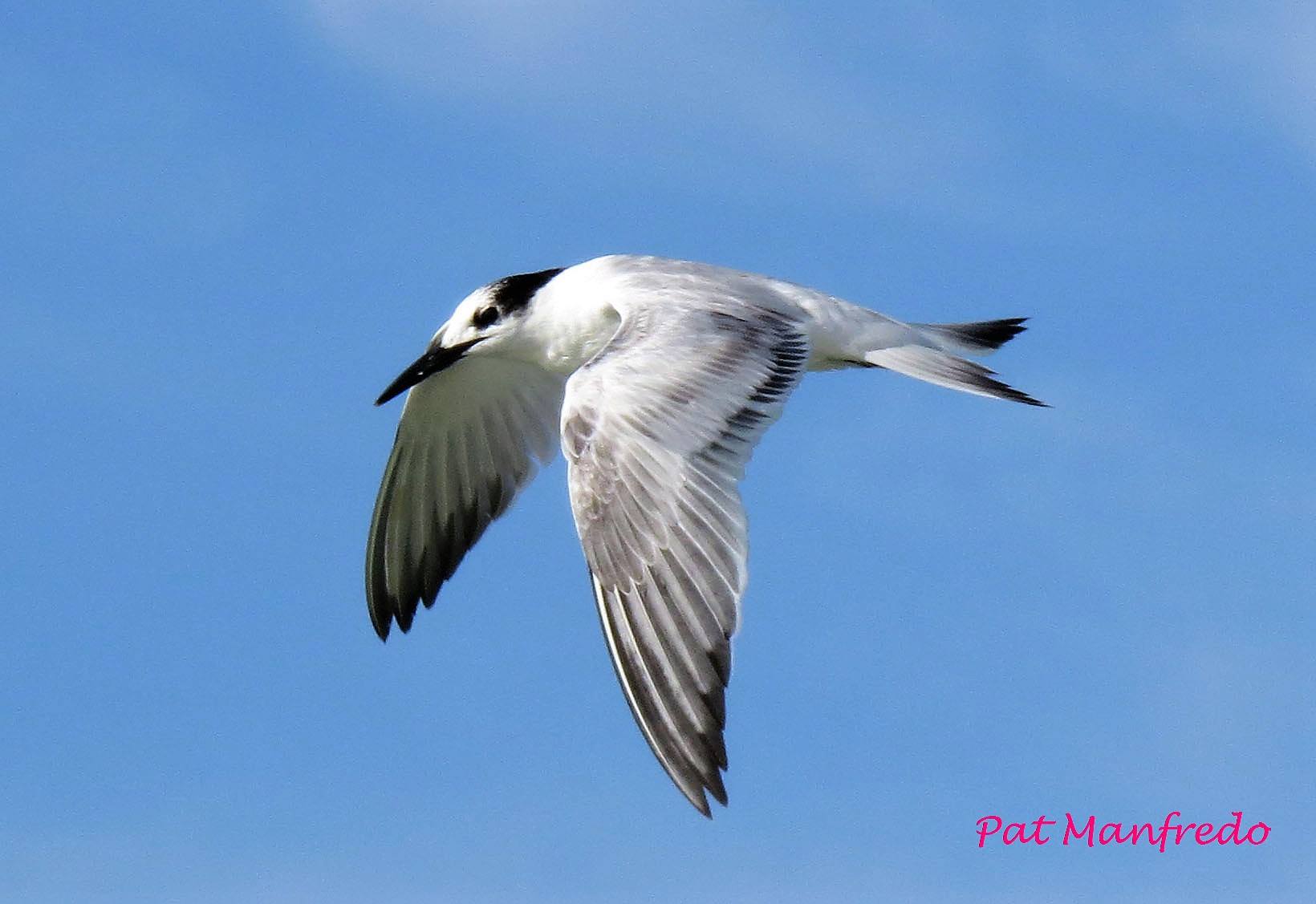 Royal Tern in Flight - NatureCoaster.com