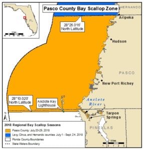 Scalloping in Florida's Nature Coast: Why and How - NatureCoaster.com