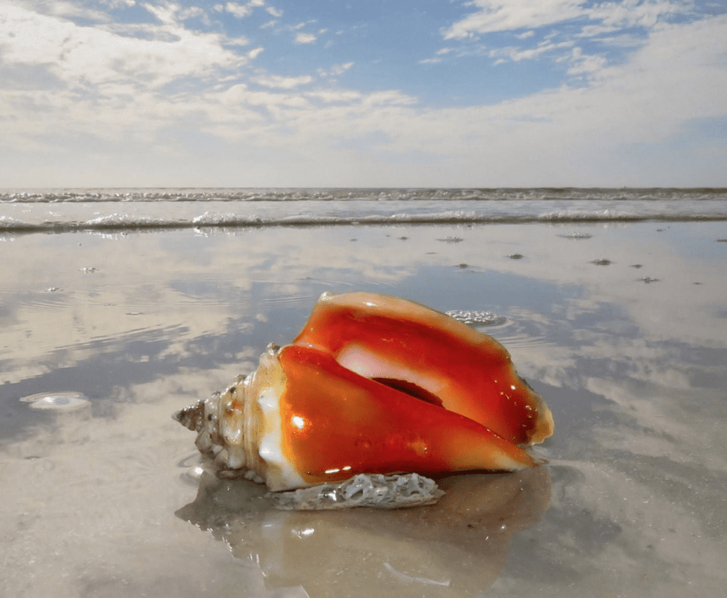 Conch Shell on the Gulf - NatureCoaster.com