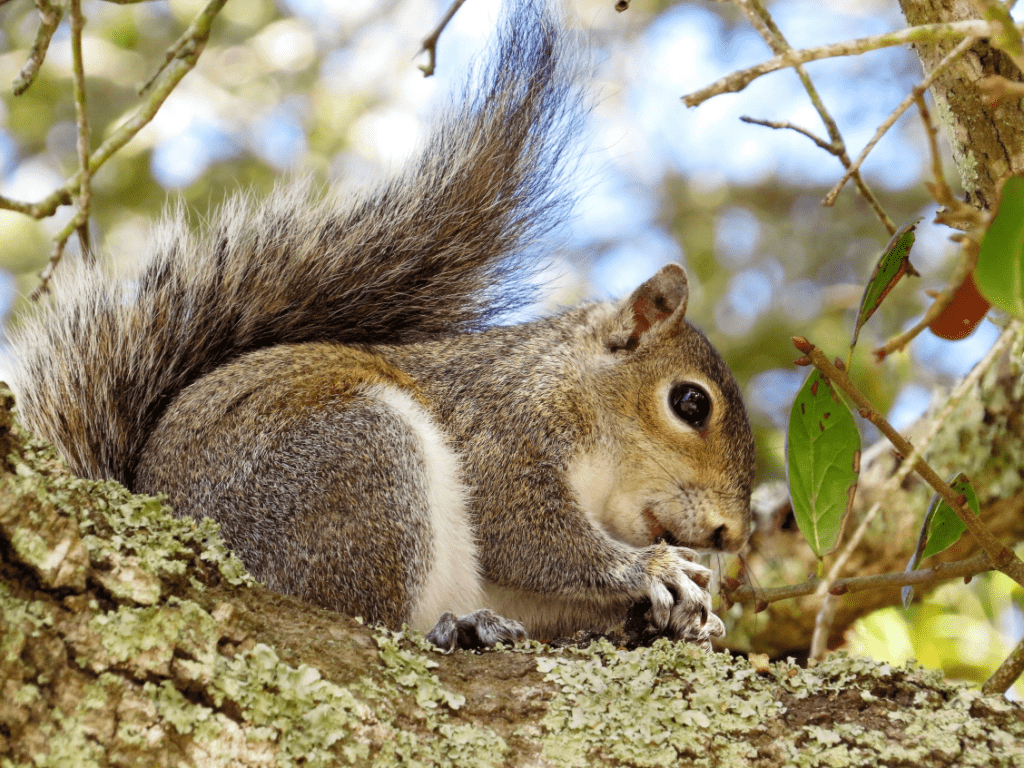 Summer Squirrel - NatureCoaster.com