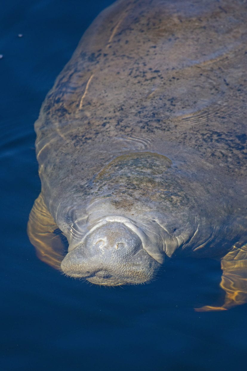 Manatee Adventure by ‘Yak is Fabulous! - NatureCoaster.com