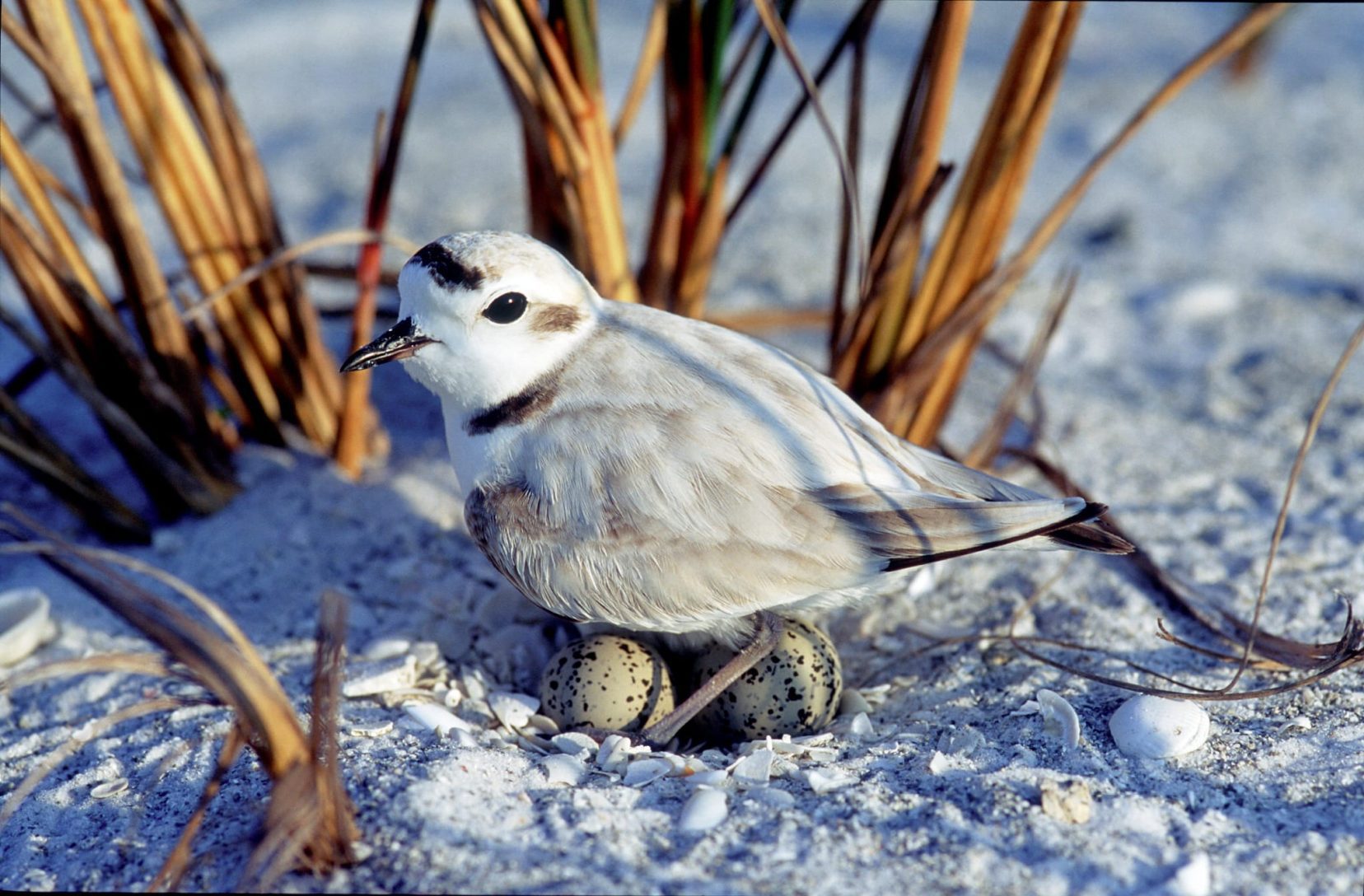 snowy plover on nest - NatureCoaster.com