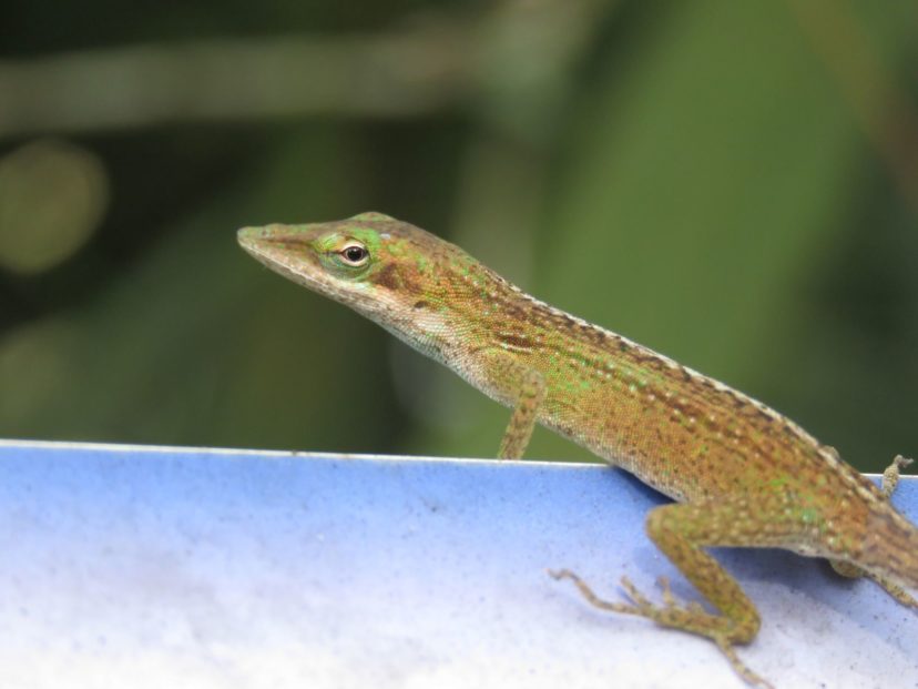 Little Lizard : NatureCoaster.com
