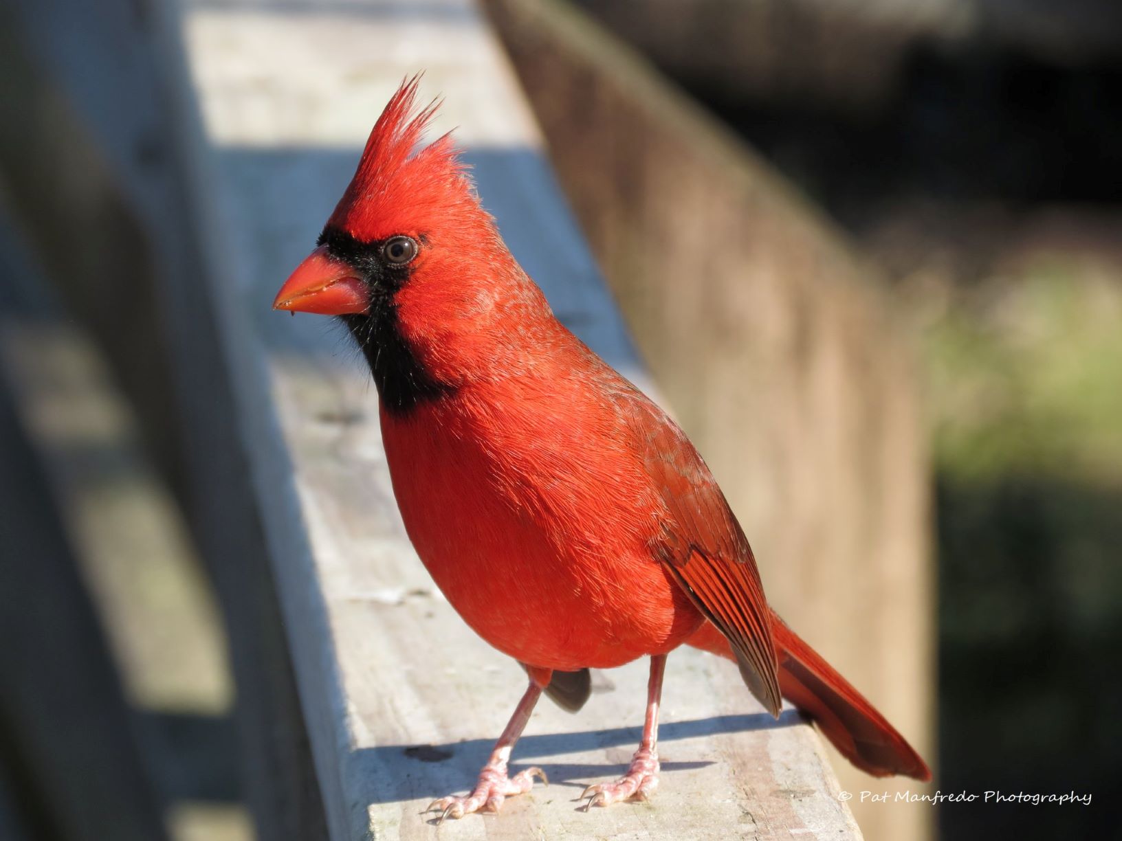 Male Cardinal - NatureCoaster.com