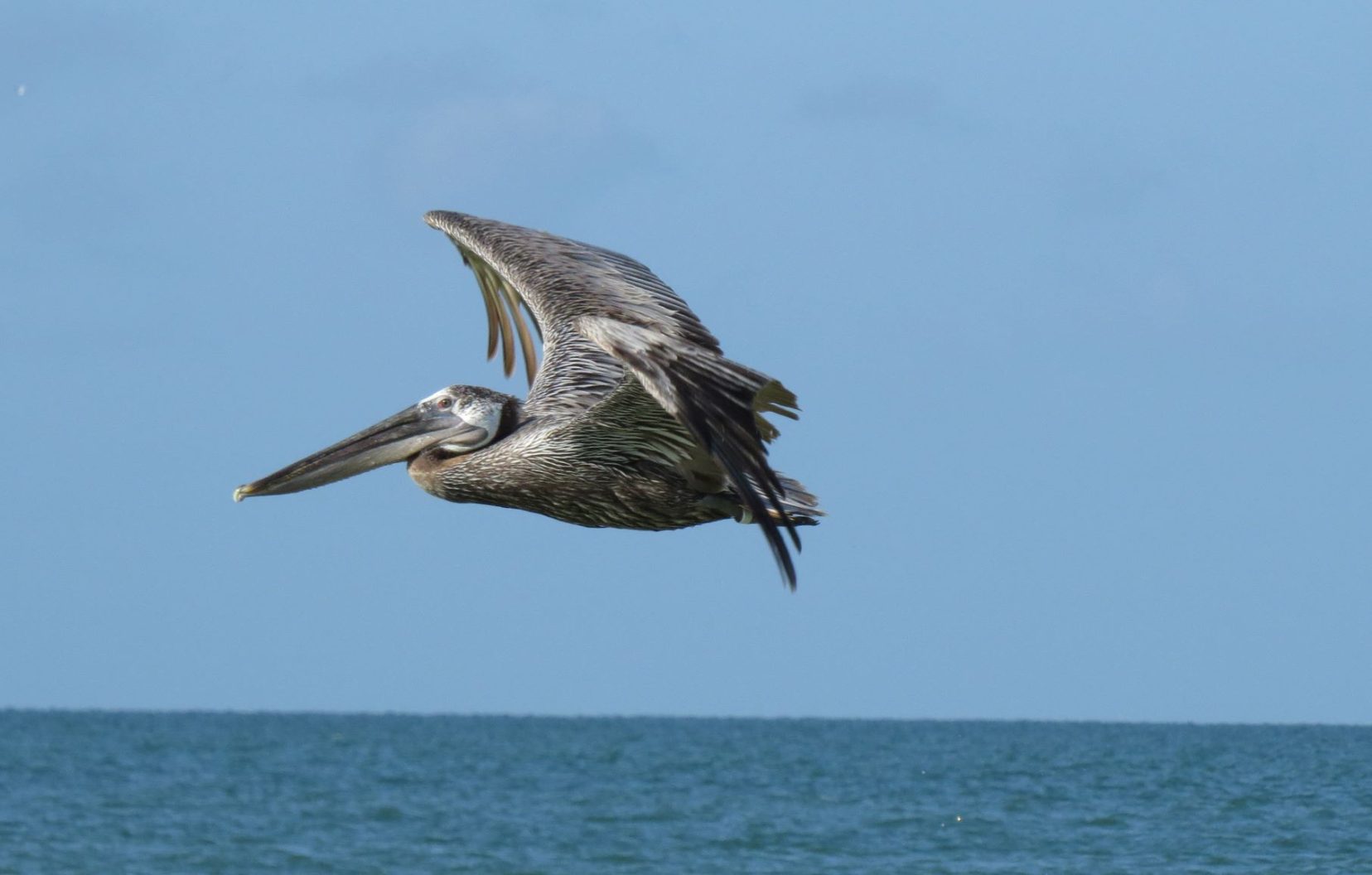 Pelican in Flight - NatureCoaster.com