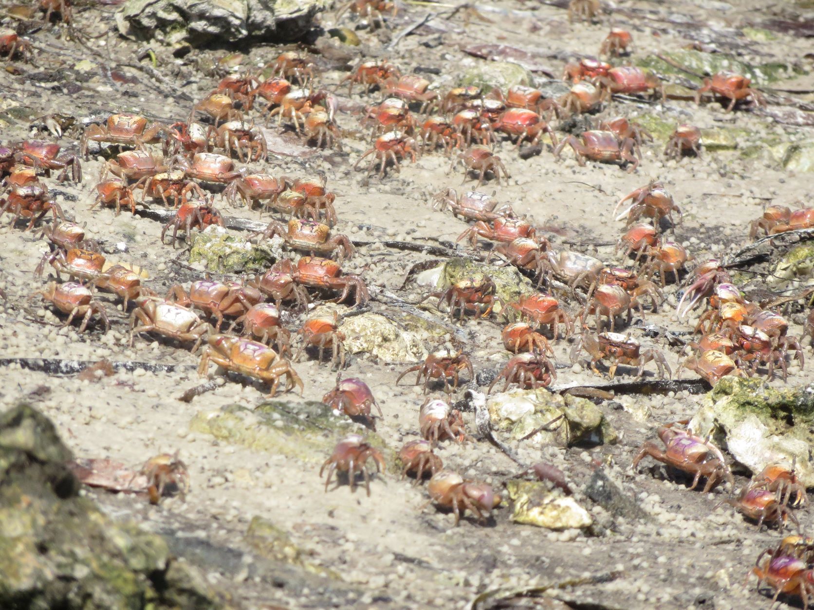Crab Invasion : NatureCoaster.com